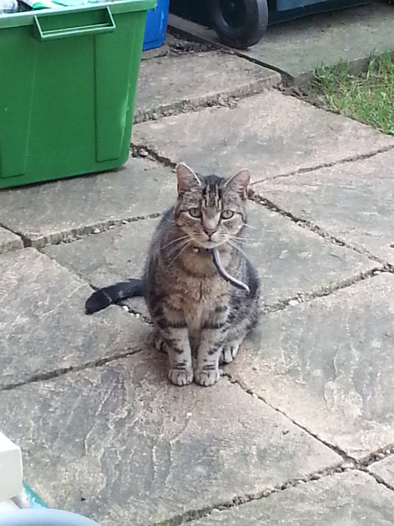 FOUND Berwick Grange Shrewsbury | Sleapy Cat Rescue :)
